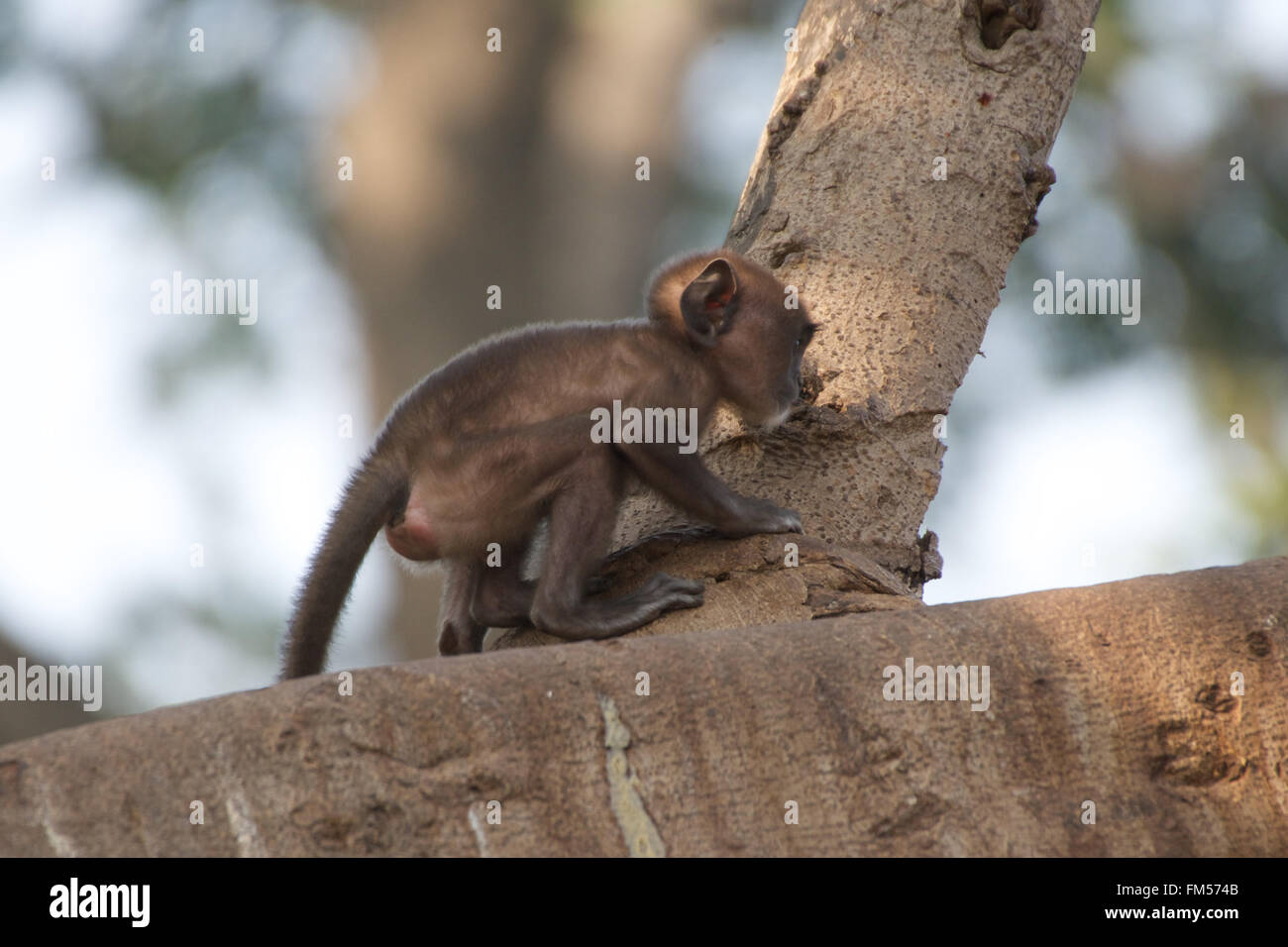 Crouched animals hi-res stock photography and images - Alamy