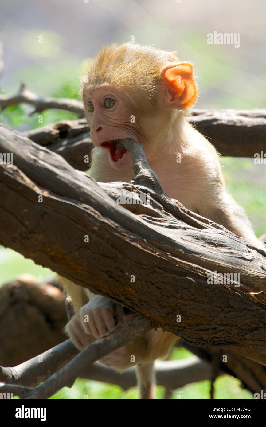 Macaque biting hi-res stock photography and images - Alamy
