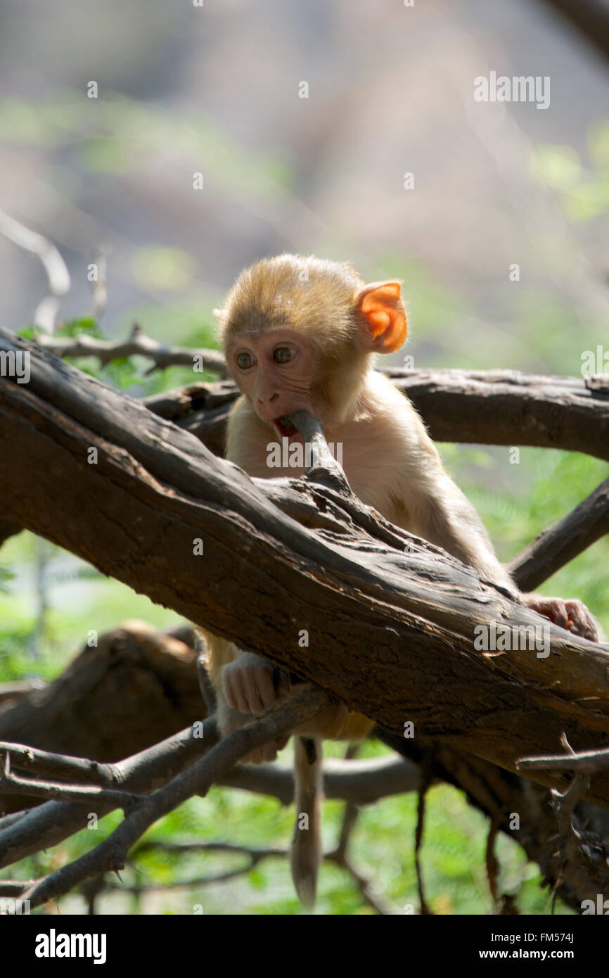 Baby rhesus macaque chewing a branch Stock Photo - Alamy