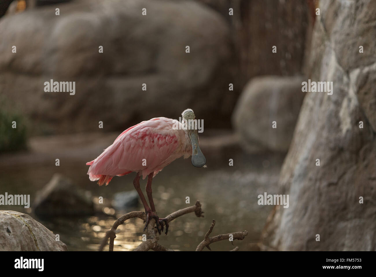 Roseate Spoonbill, Platalea ajaja, is a pink bird with a flat bill ...