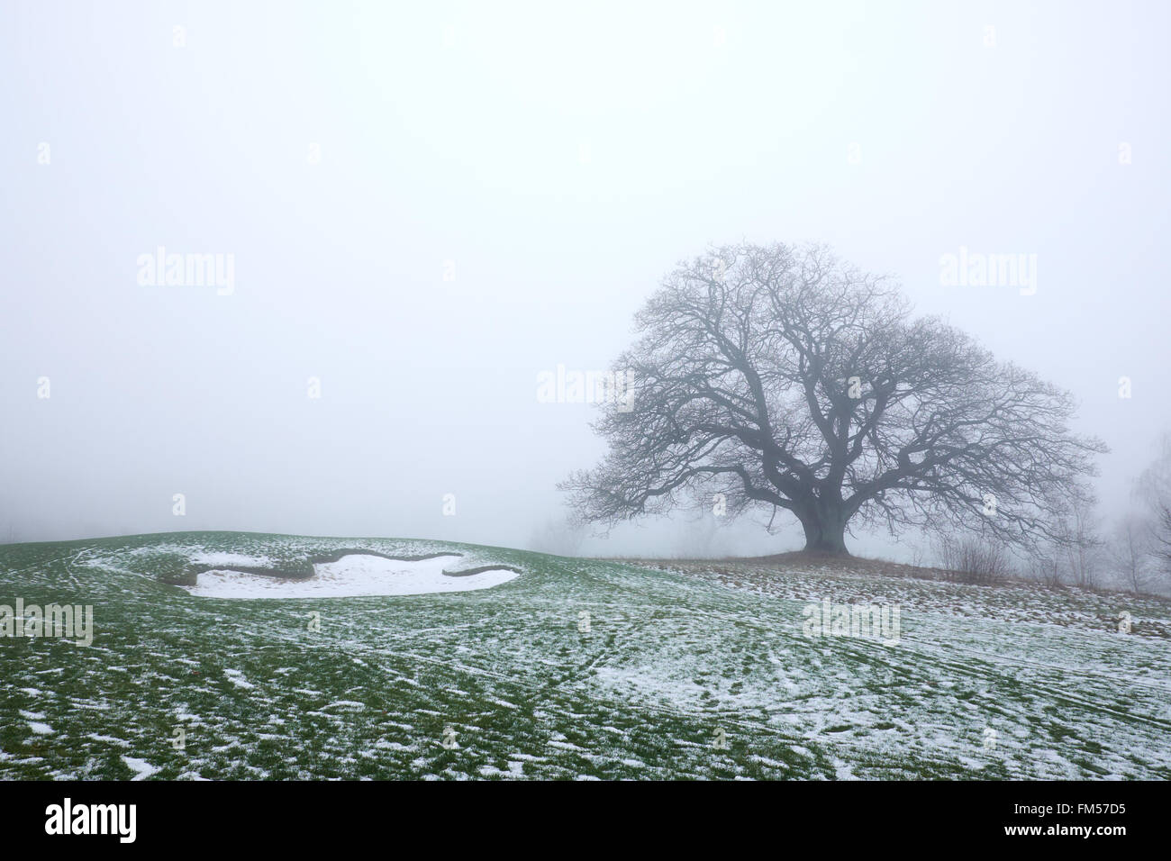 Little tree big tree hi-res stock photography and images - Alamy