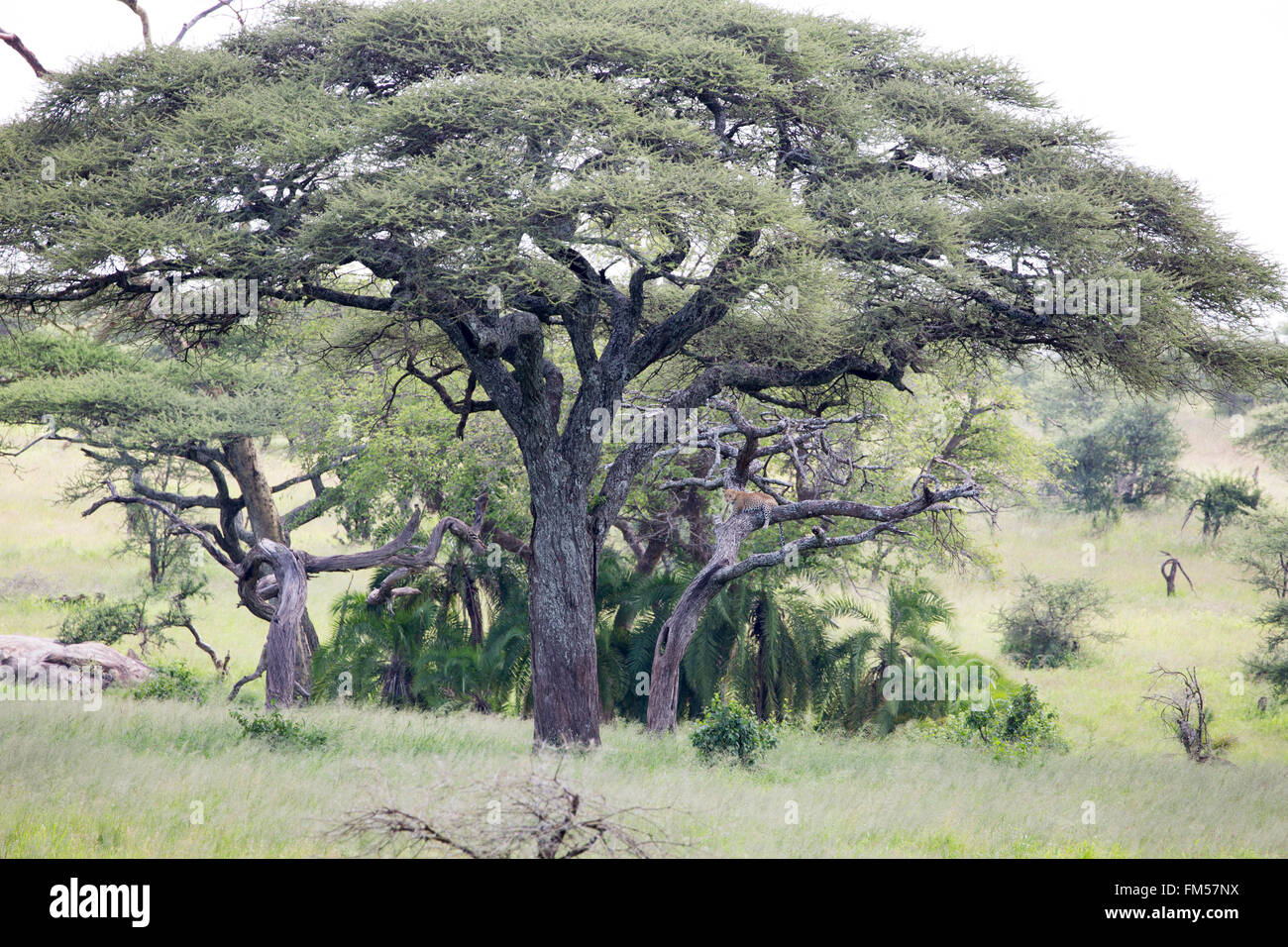 Leopard in acacia tree Stock Photo - Alamy