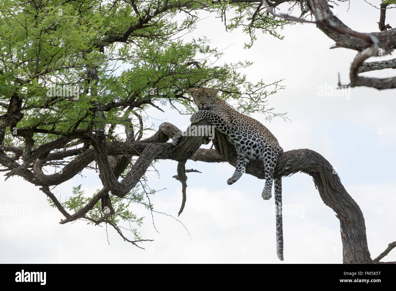 Resting waiting hi-res stock photography and images - Alamy