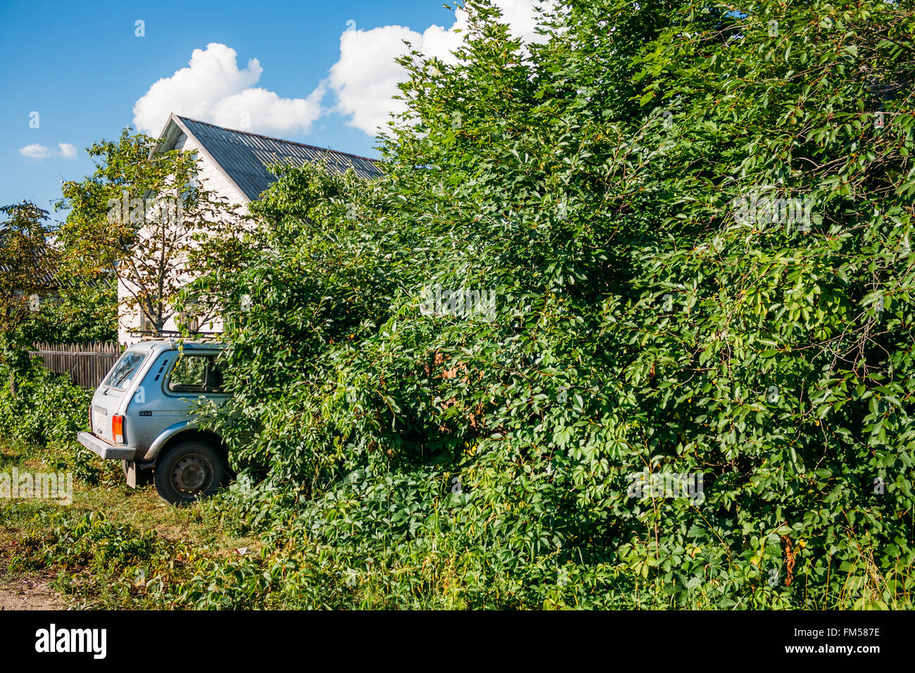 Old Car is parked in a large thicket of bushes in village countryside ...