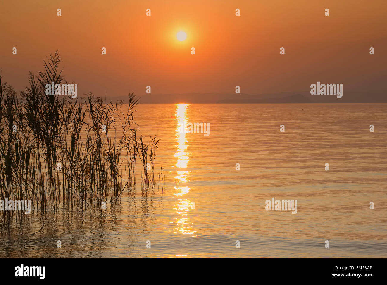 Di reed hi-res stock photography and images - Alamy