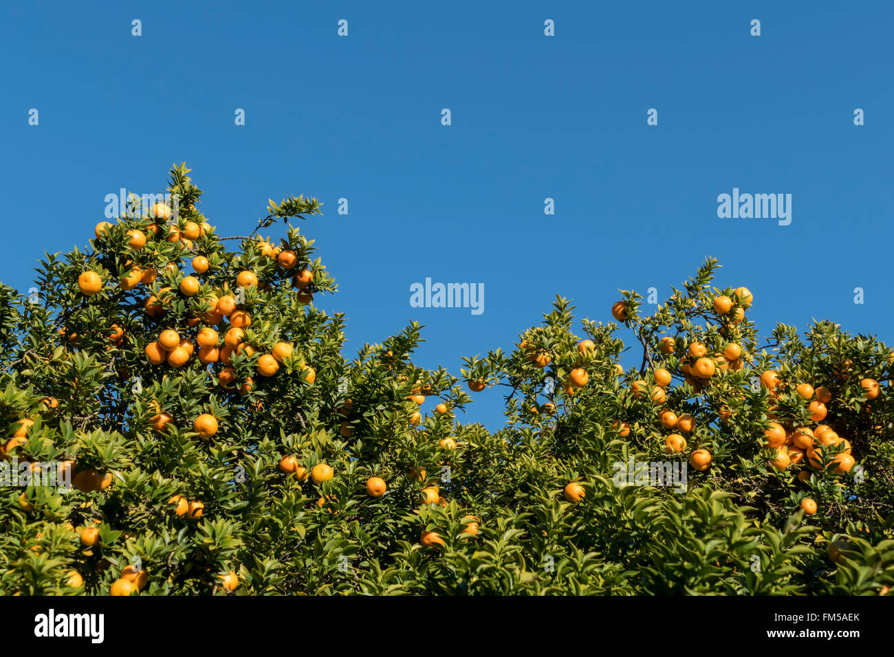 Mature, juice California orange growing on the tree Stock Photo - Alamy