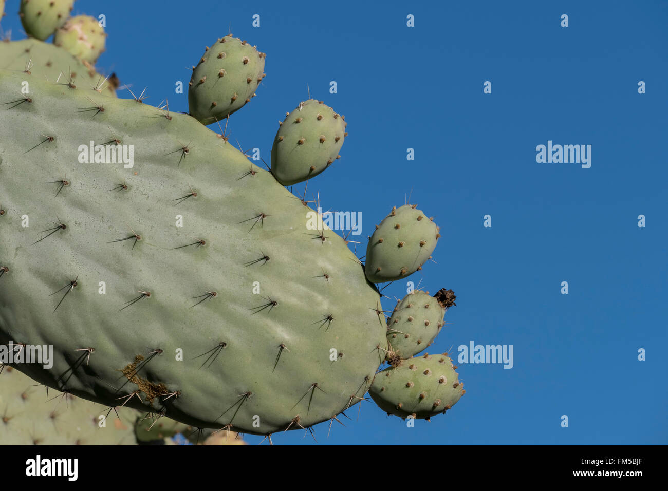 Immature pear hi-res stock photography and images - Alamy