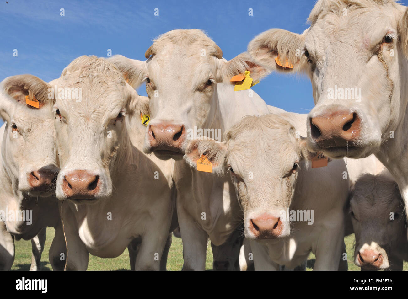 portrait of charolais cows and calves in meadow Stock Photo - Alamy