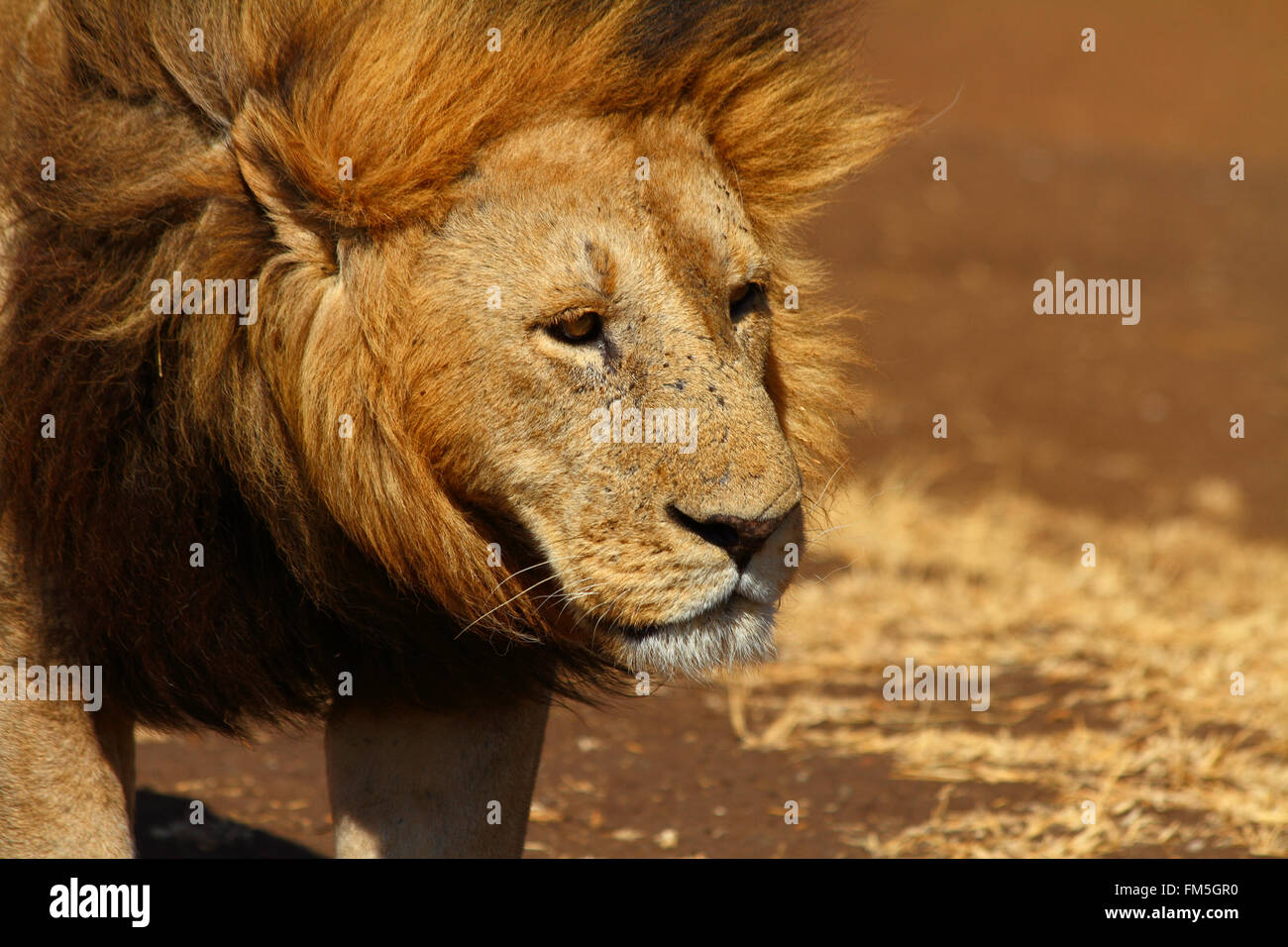 A male lion looks off into the distance sadly Stock Photo - Alamy