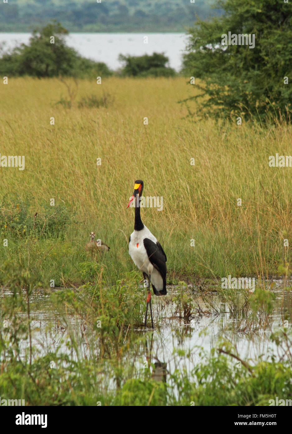 White background uganda hi-res stock photography and images - Alamy