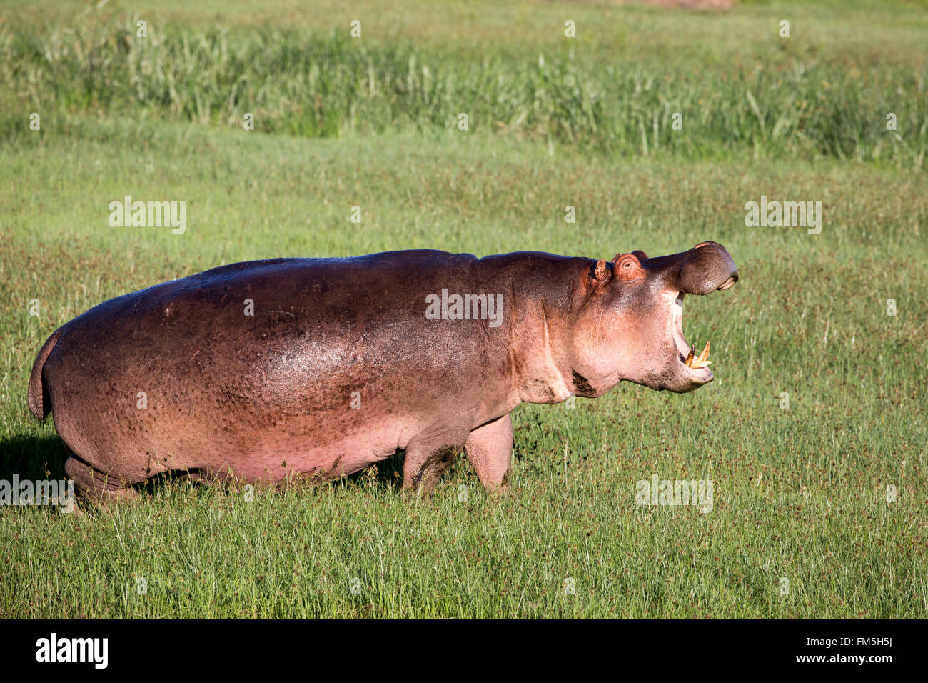 Hippopotamus opening mouth Stock Photo - Alamy