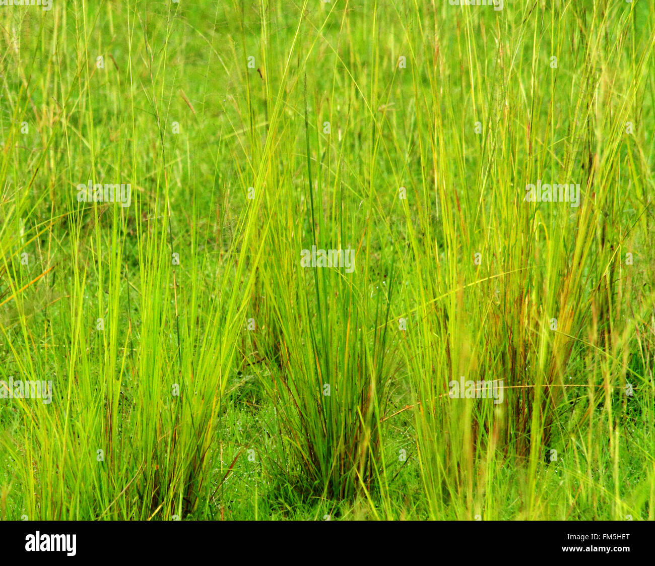 Africa savanna green grass tall hi-res stock photography and images - Alamy