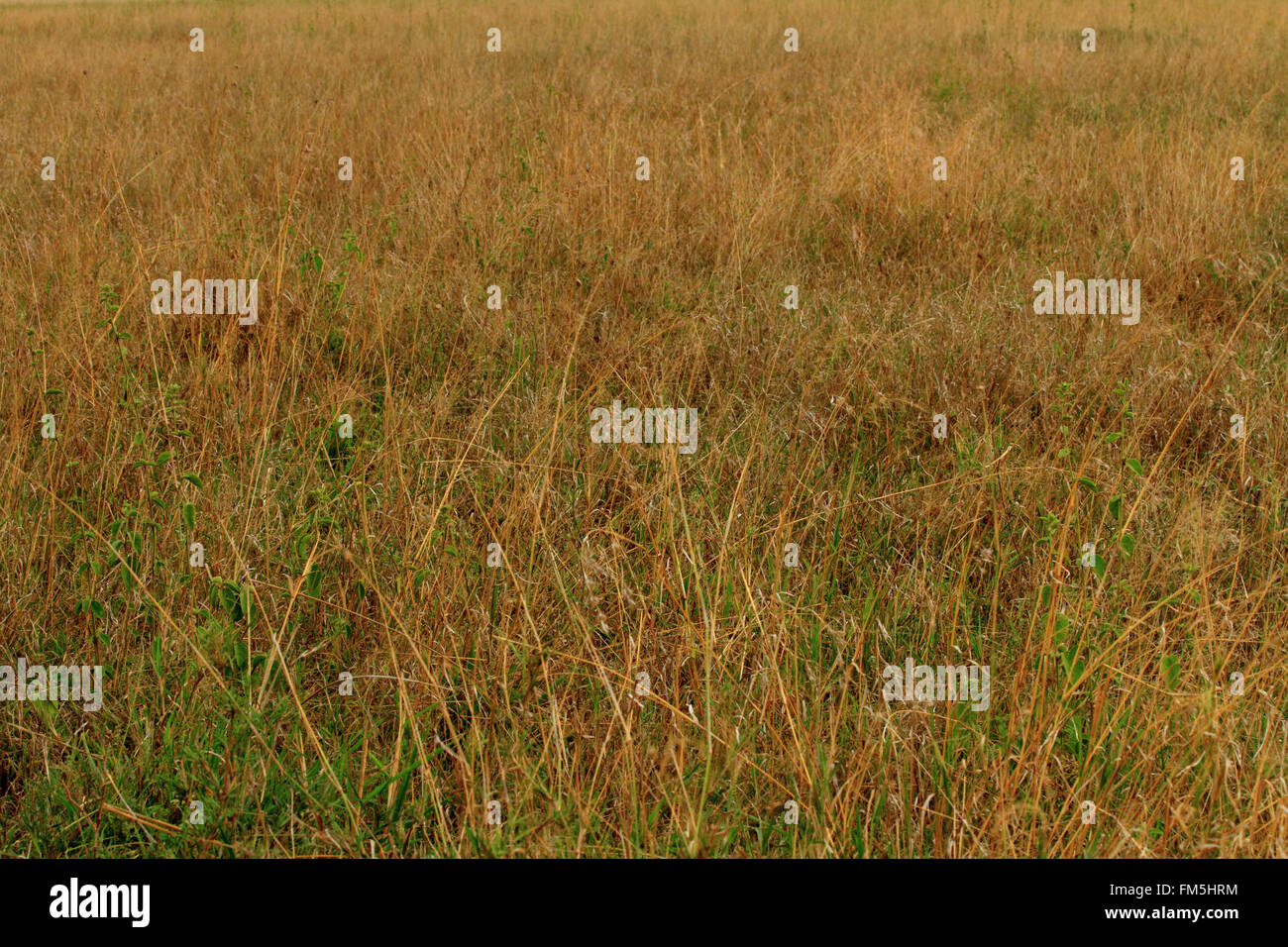 Serengeti Plains Of Grass