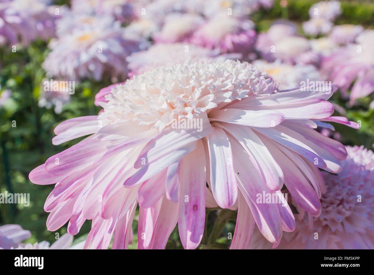 Chrysanthemum in full bloom hi-res stock photography and images - Alamy