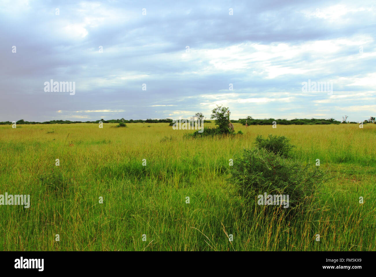 African savanna trees and grass High Resolution Stock Photography and ...