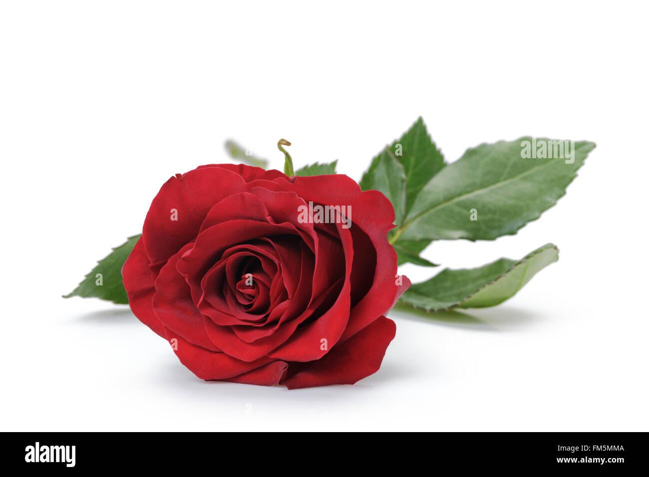 one dark red rose isolated on white Stock Photo - Alamy