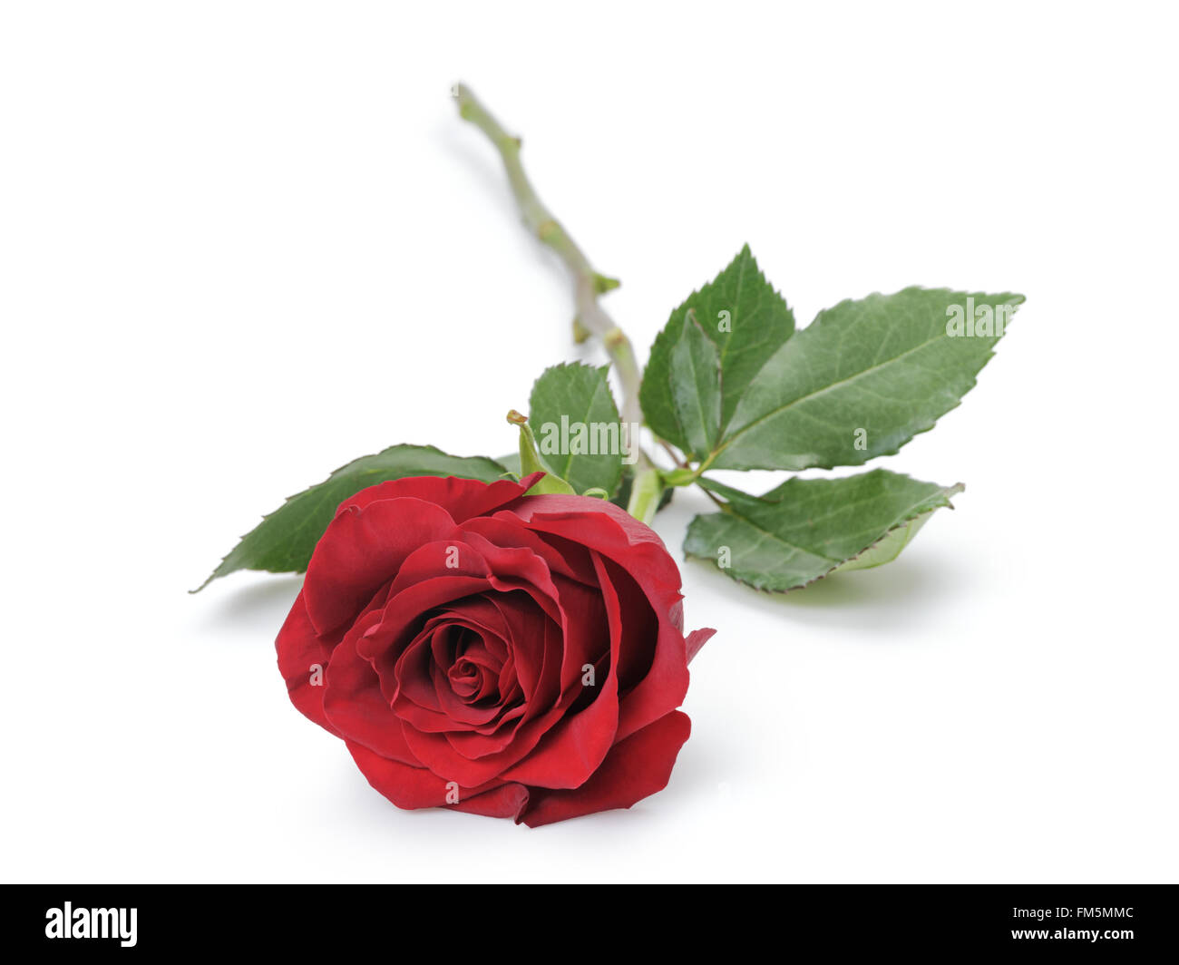 one dark red rose isolated on white Stock Photo - Alamy