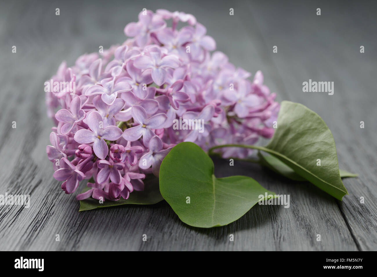 purple lilac flower over wood table Stock Photo - Alamy