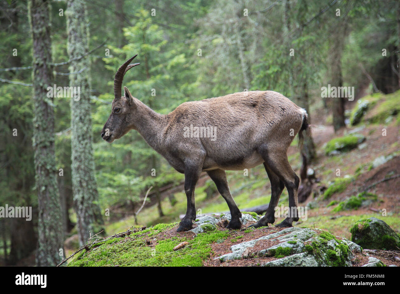 Female alpine ibex, Capra ibex, in a wood climbing a rock Stock Photo ...