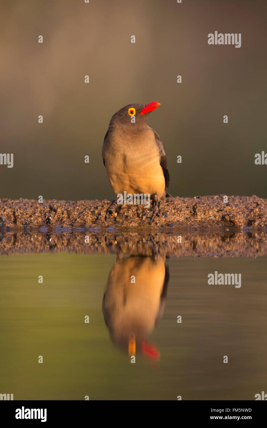 Red-billed oxpecker (Buphagus erythrorhynchus), Zimanga private game ...