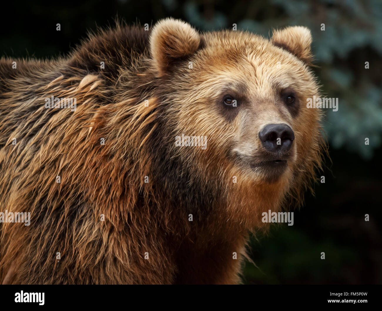 male brown bear looks to the camera Stock Photo - Alamy