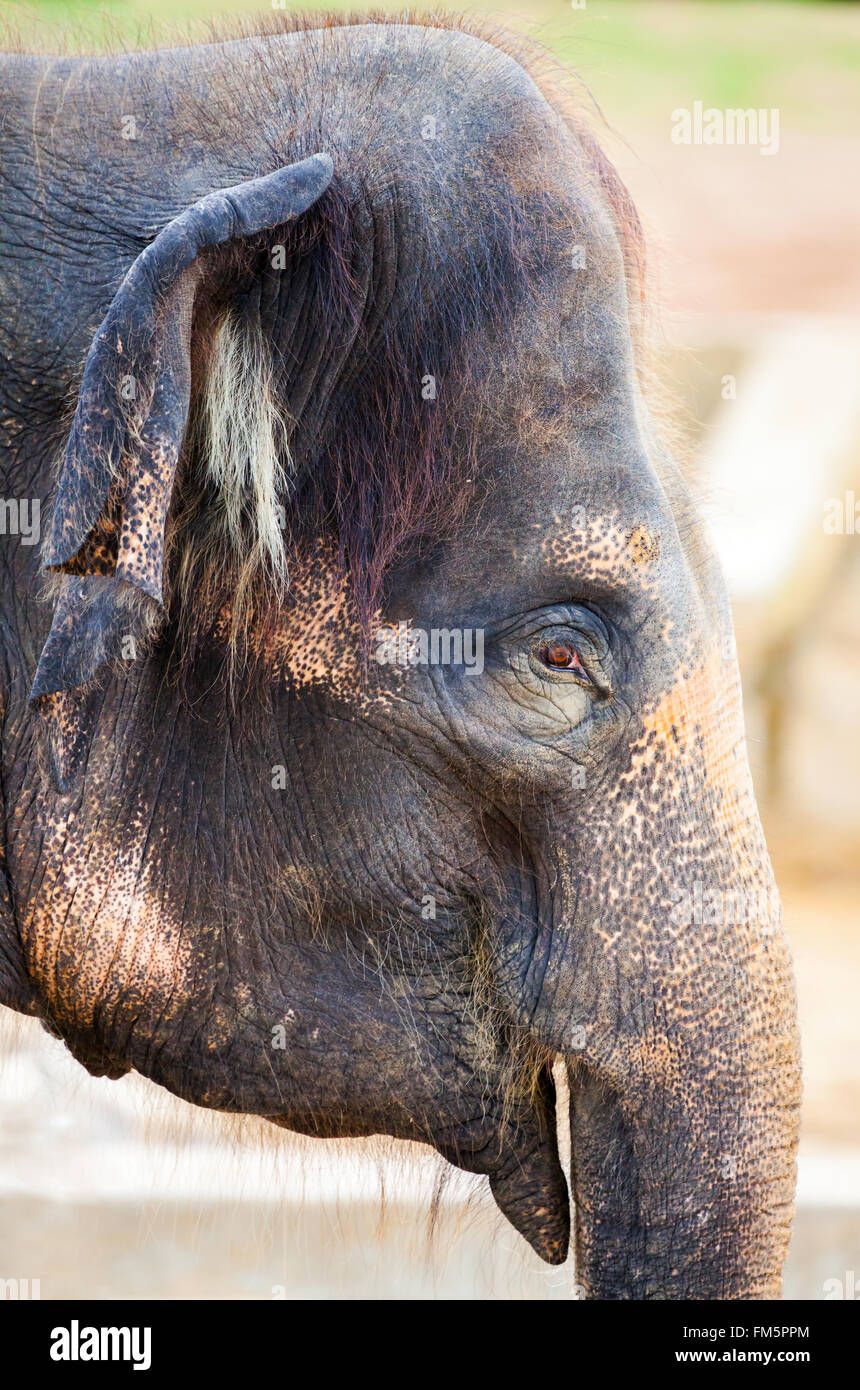 Large cow ears hi-res stock photography and images - Alamy