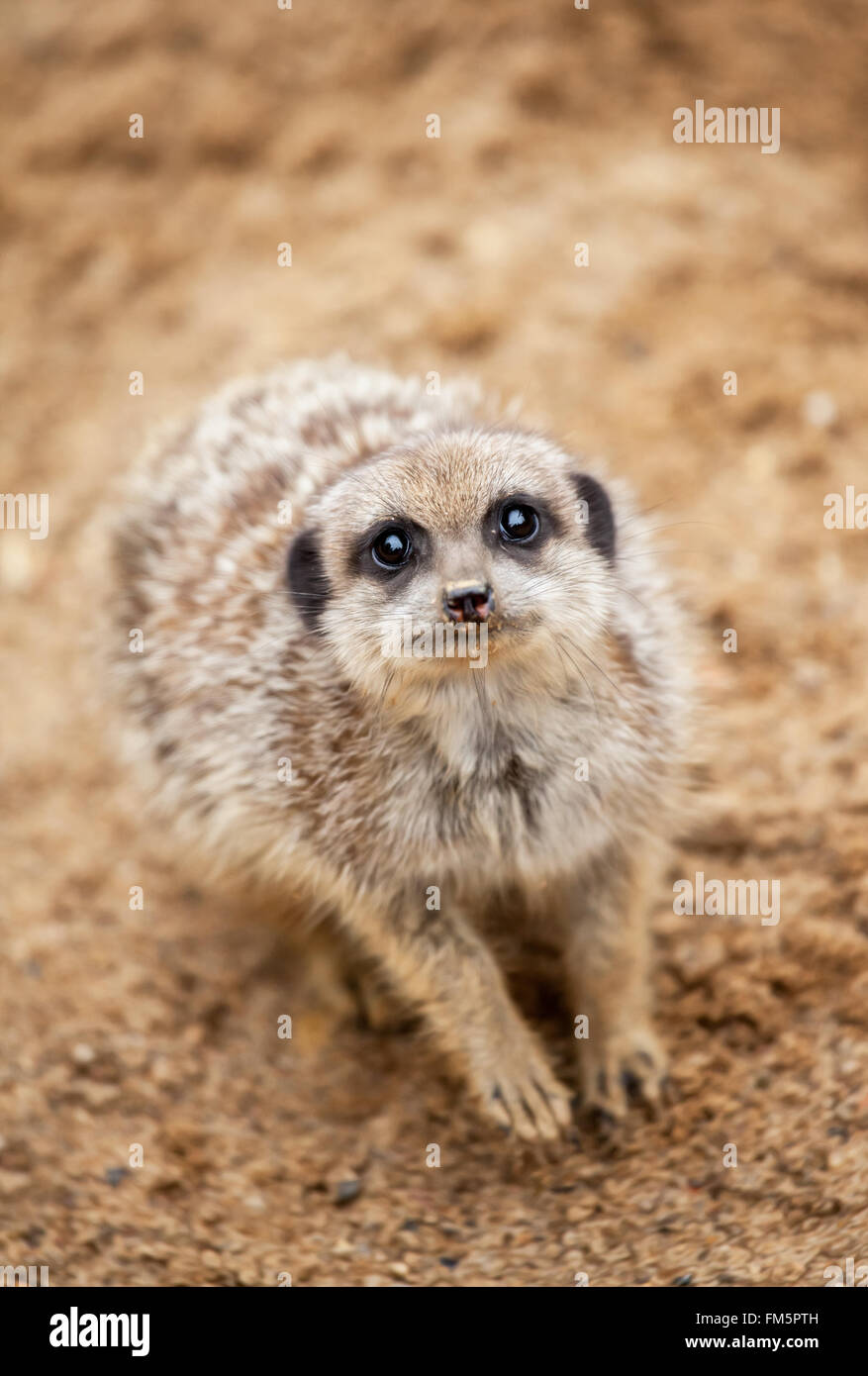 meerkat sits on sand and looks to the camera Stock Photo - Alamy