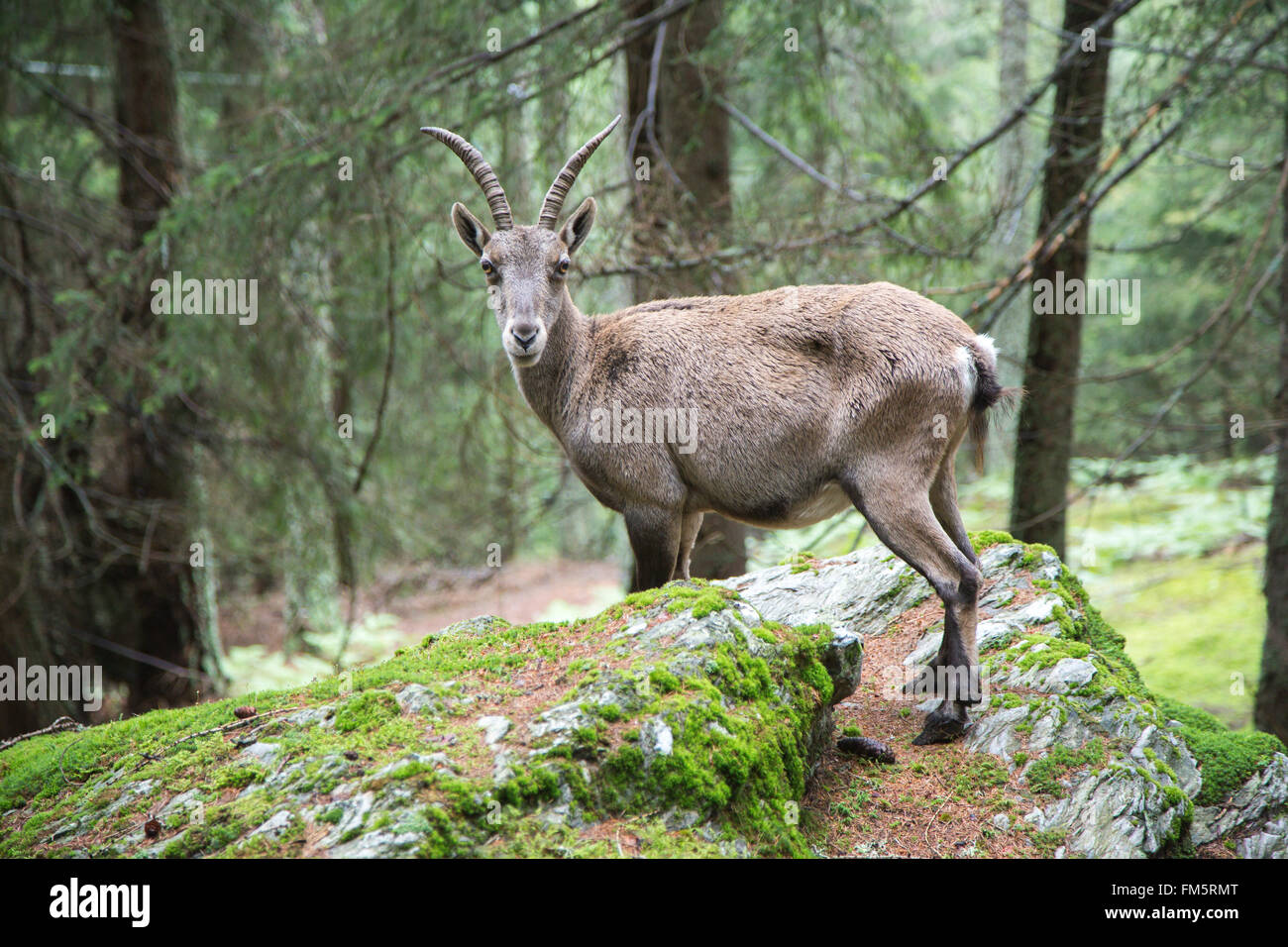 Female alpine ibex, Capra ibex, standing over a rock in a wood Stock ...