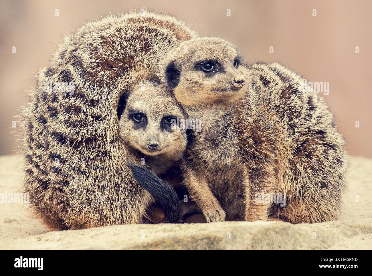 three meerkats huddle together on a stone Stock Photo - Alamy