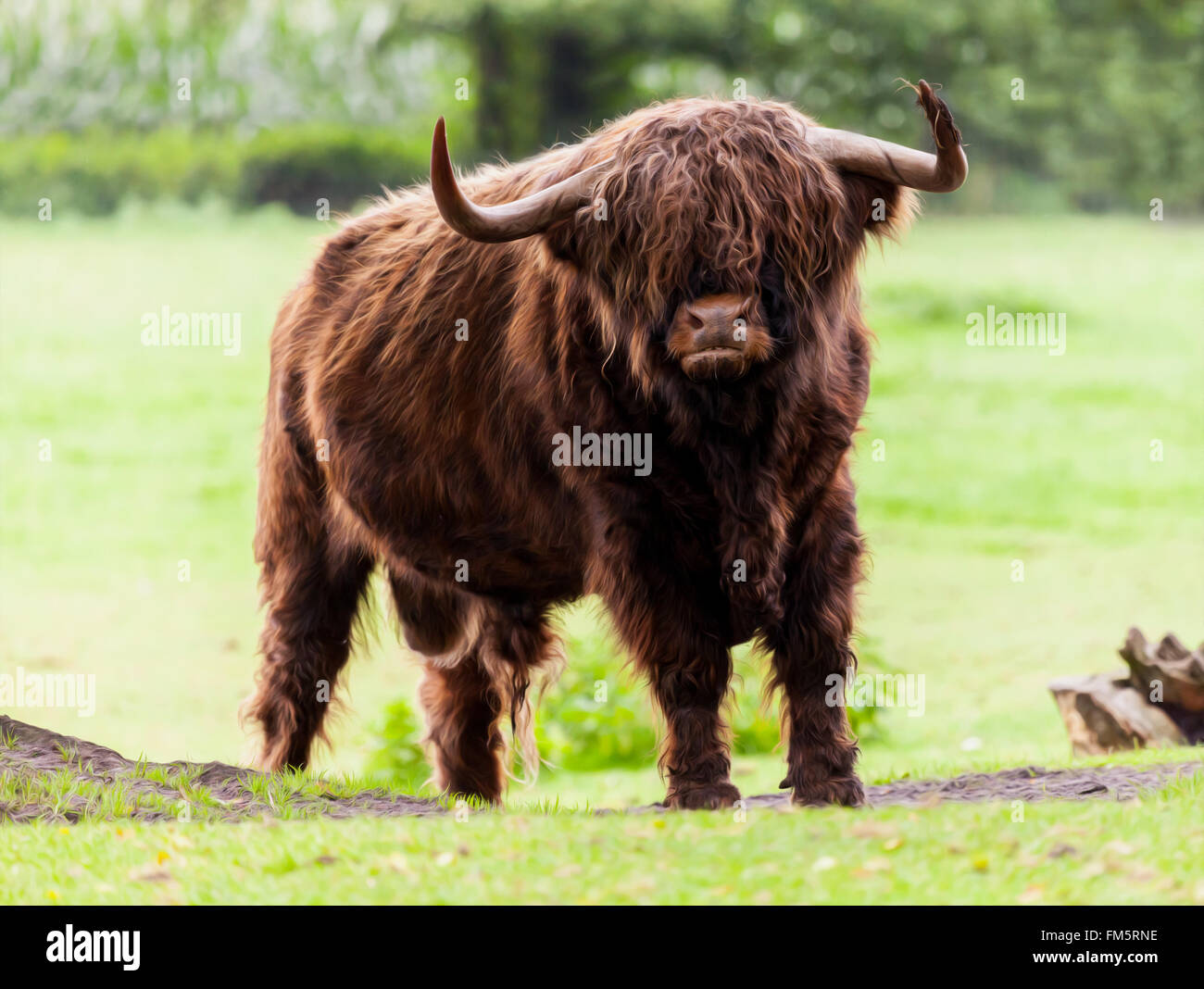 Highland cattle aberdeen angus hi-res stock photography and images - Alamy