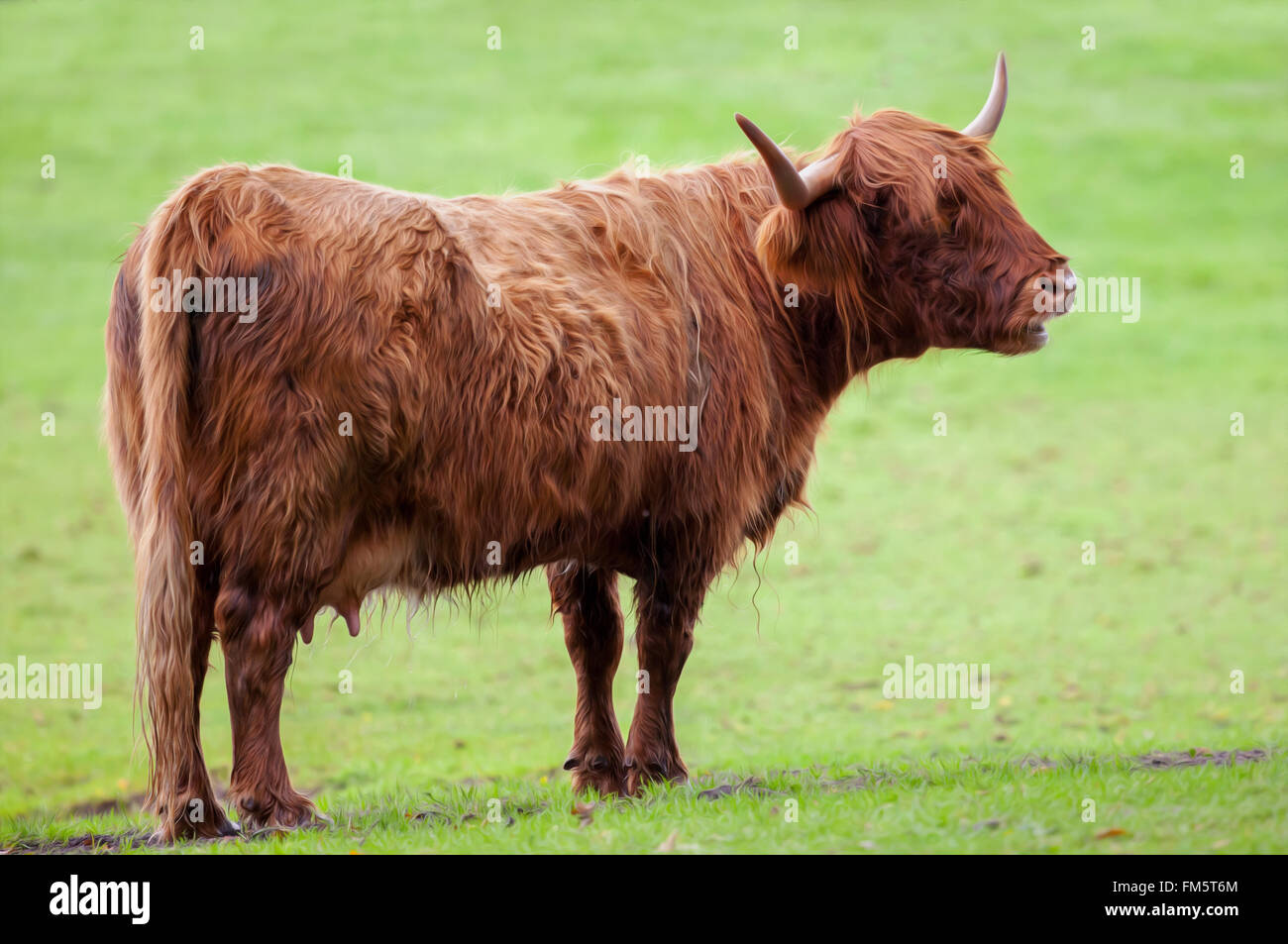 Highland cattle aberdeen angus hi-res stock photography and images - Alamy