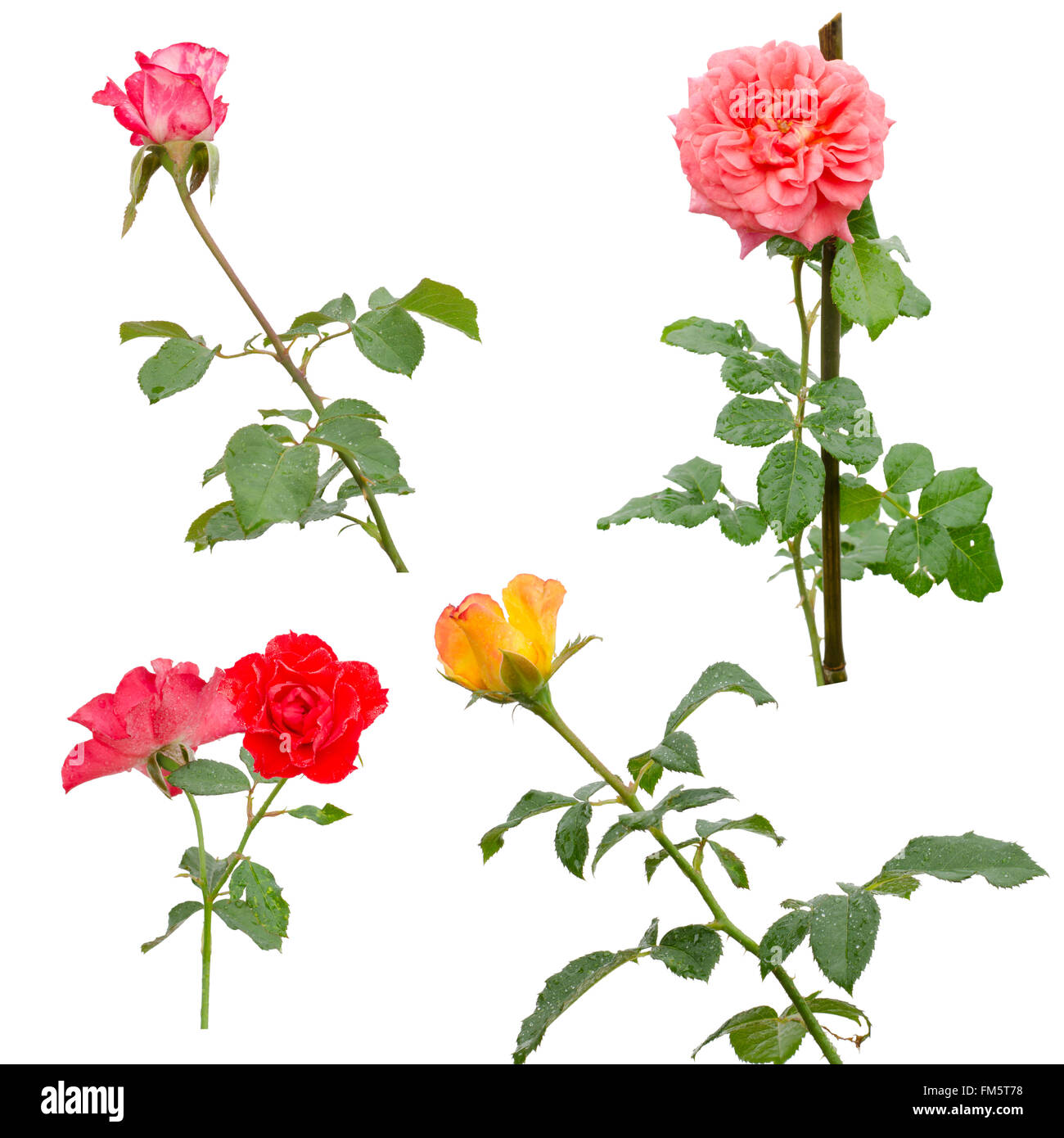 roses on tree isolated on white background Stock Photo - Alamy