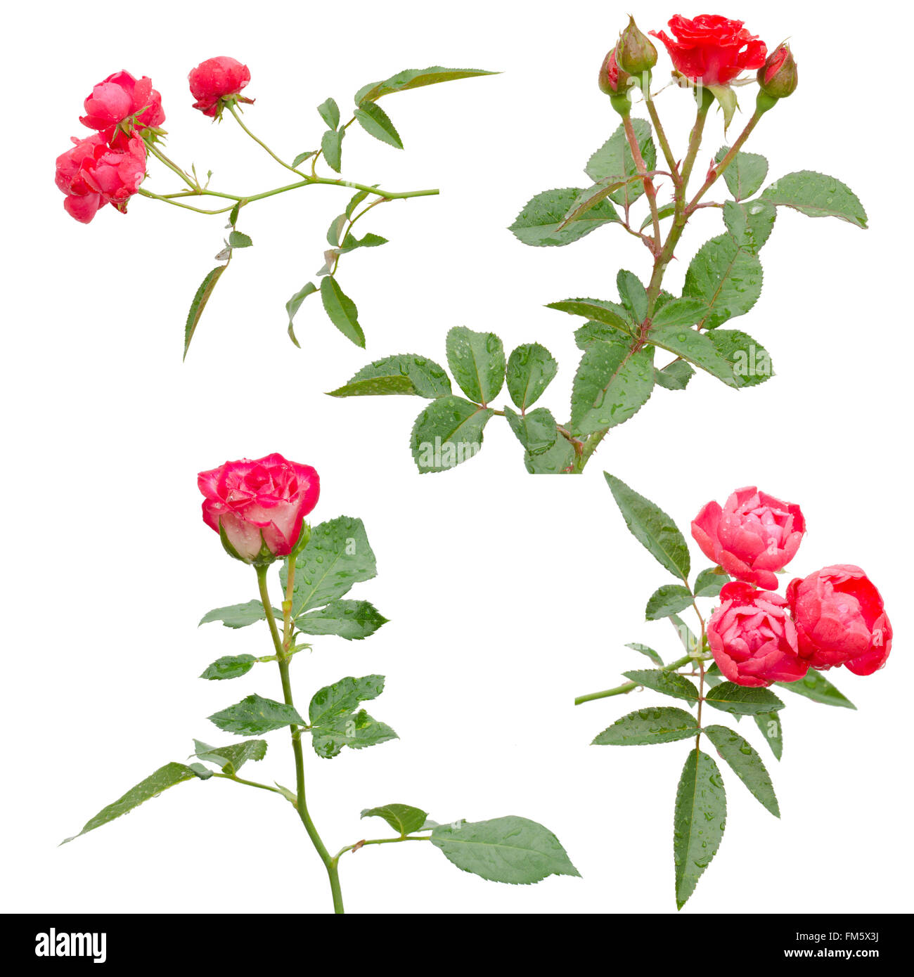 roses on tree isolated on white background Stock Photo - Alamy