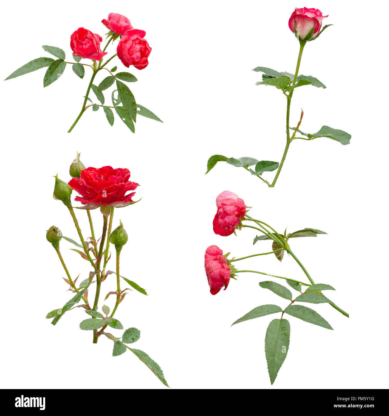 Roses background Cut Out Stock Images & Pictures - Alamy