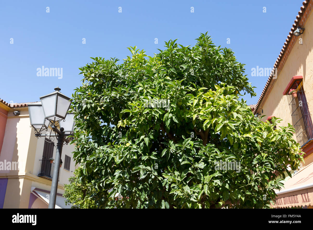 Classic Andalucian Spanish house and tree Stock Photo - Alamy