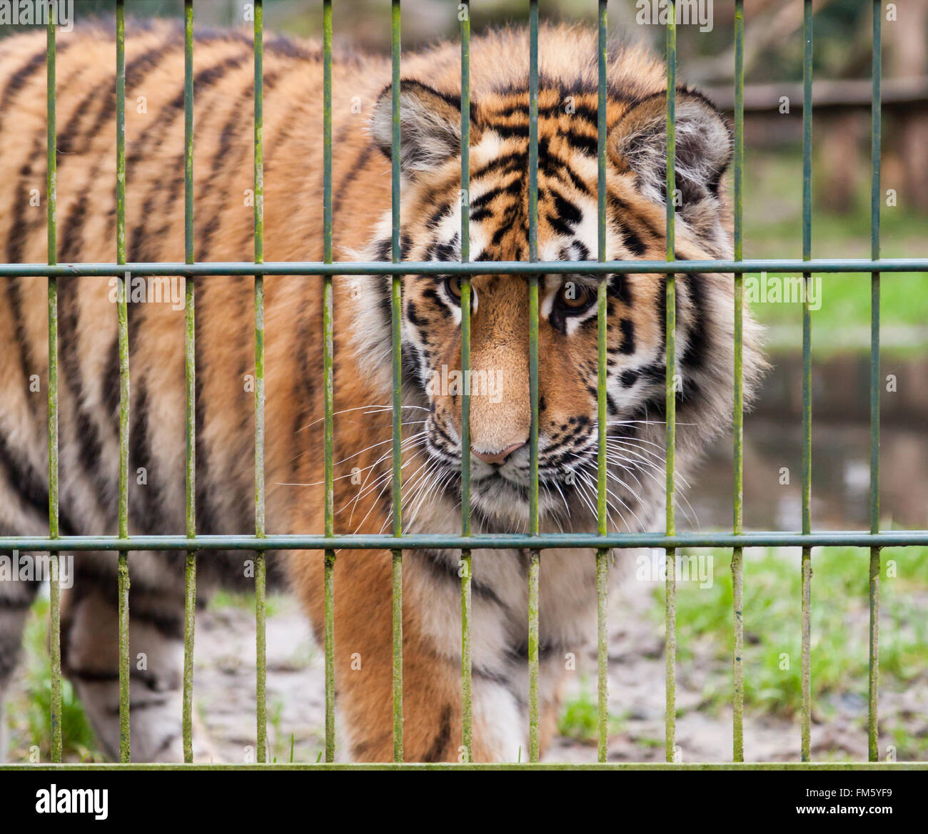 one tiger looks behind the compound fence Stock Photo - Alamy