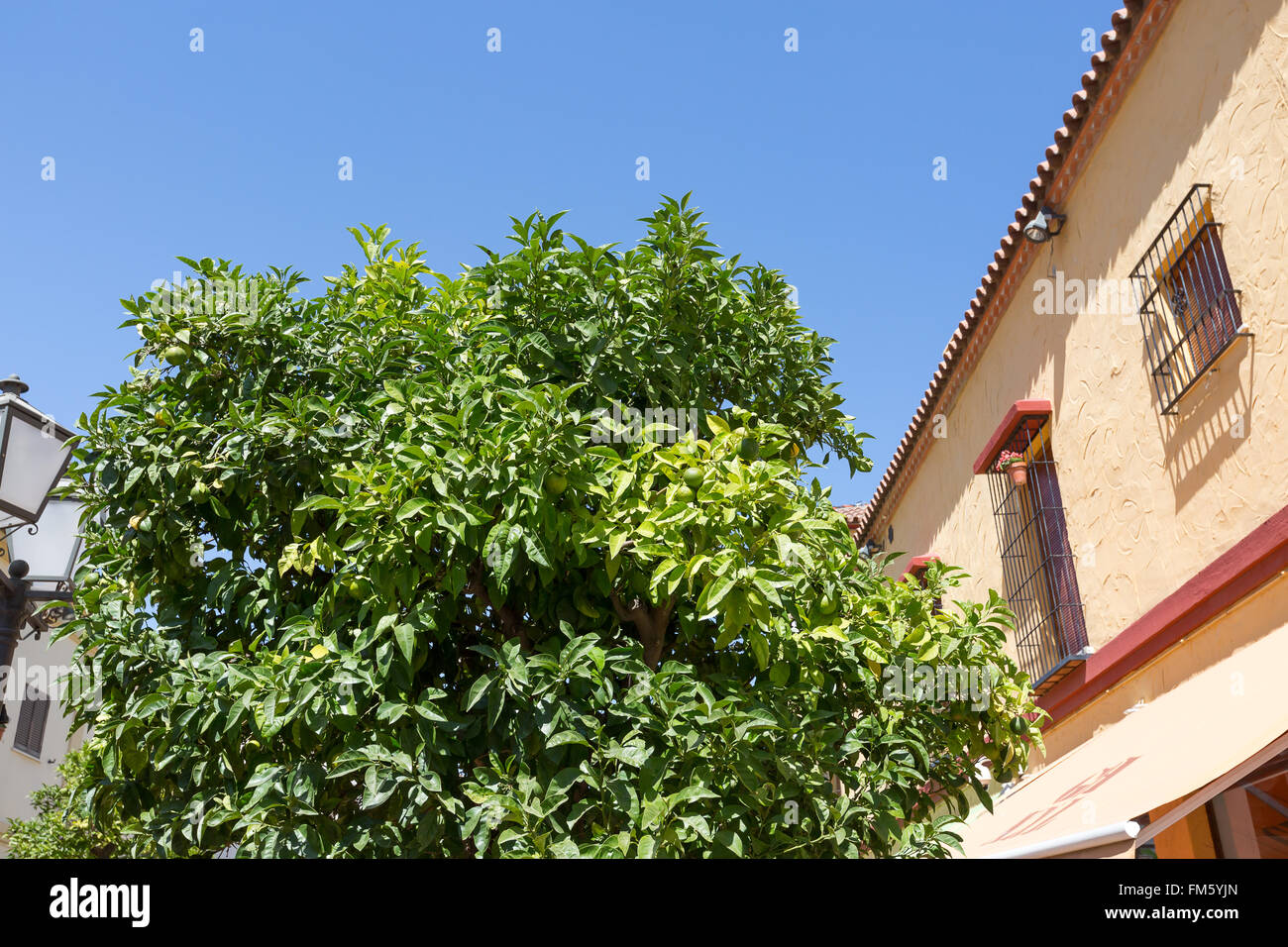Classic Andalucian Spanish house and tree Stock Photo - Alamy