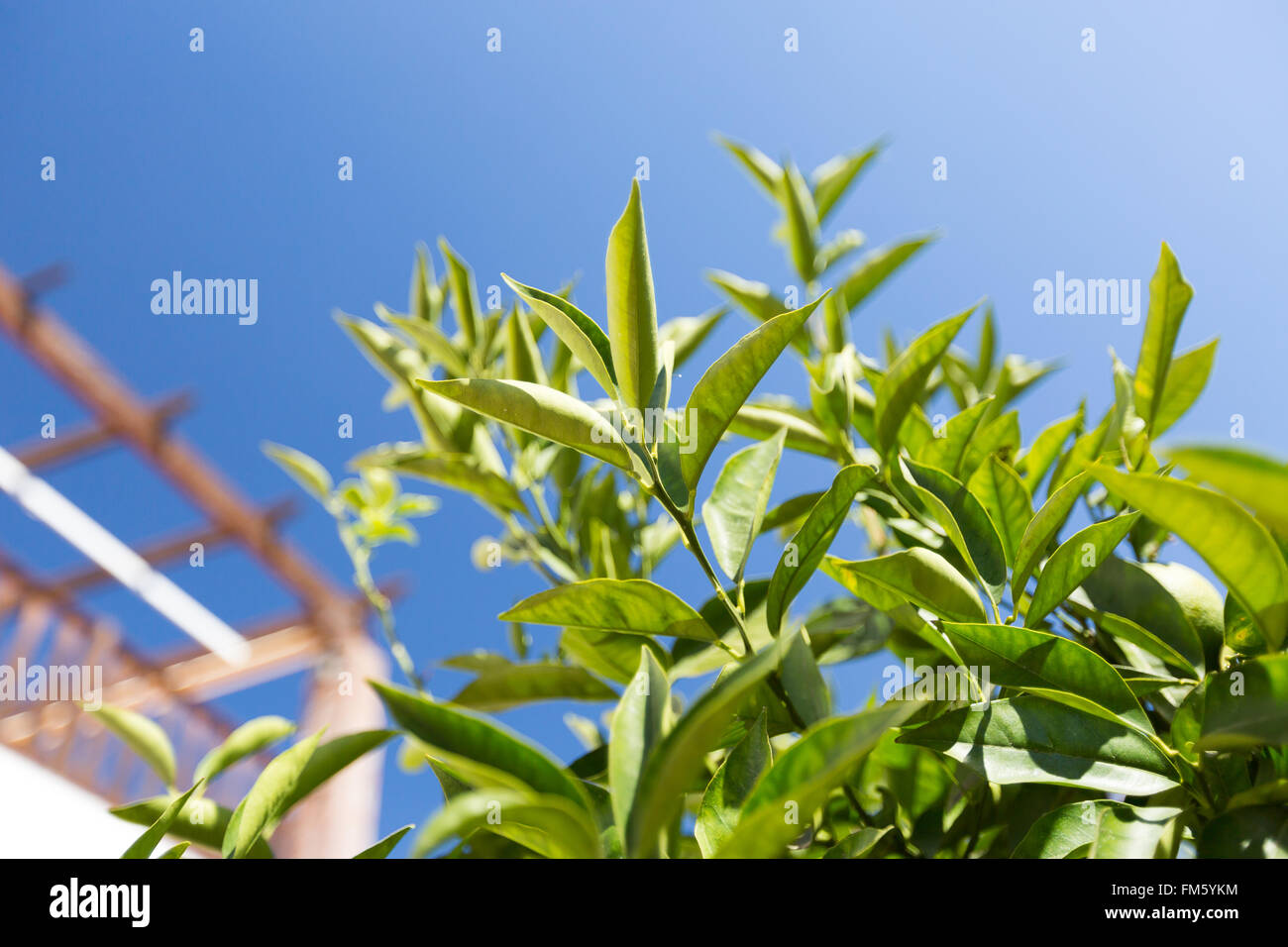 Green bush against the blue sky Stock Photo - Alamy