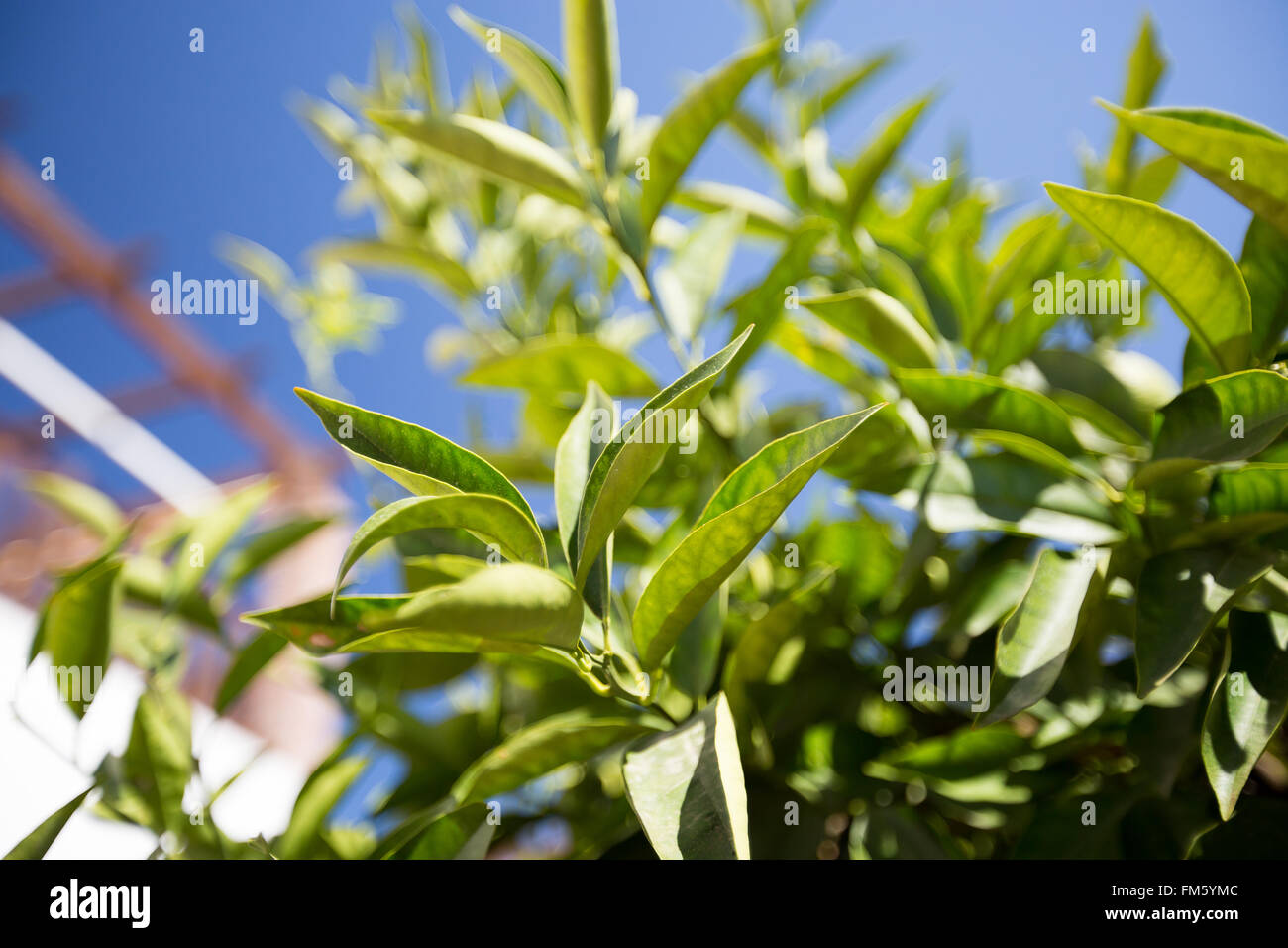 Green bush against the blue sky Stock Photo - Alamy