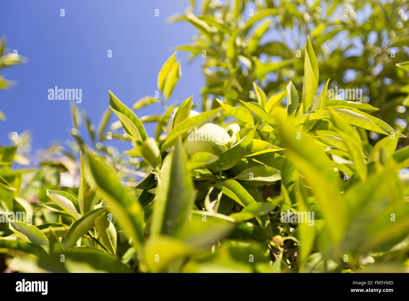 Green bush against the blue sky Stock Photo - Alamy