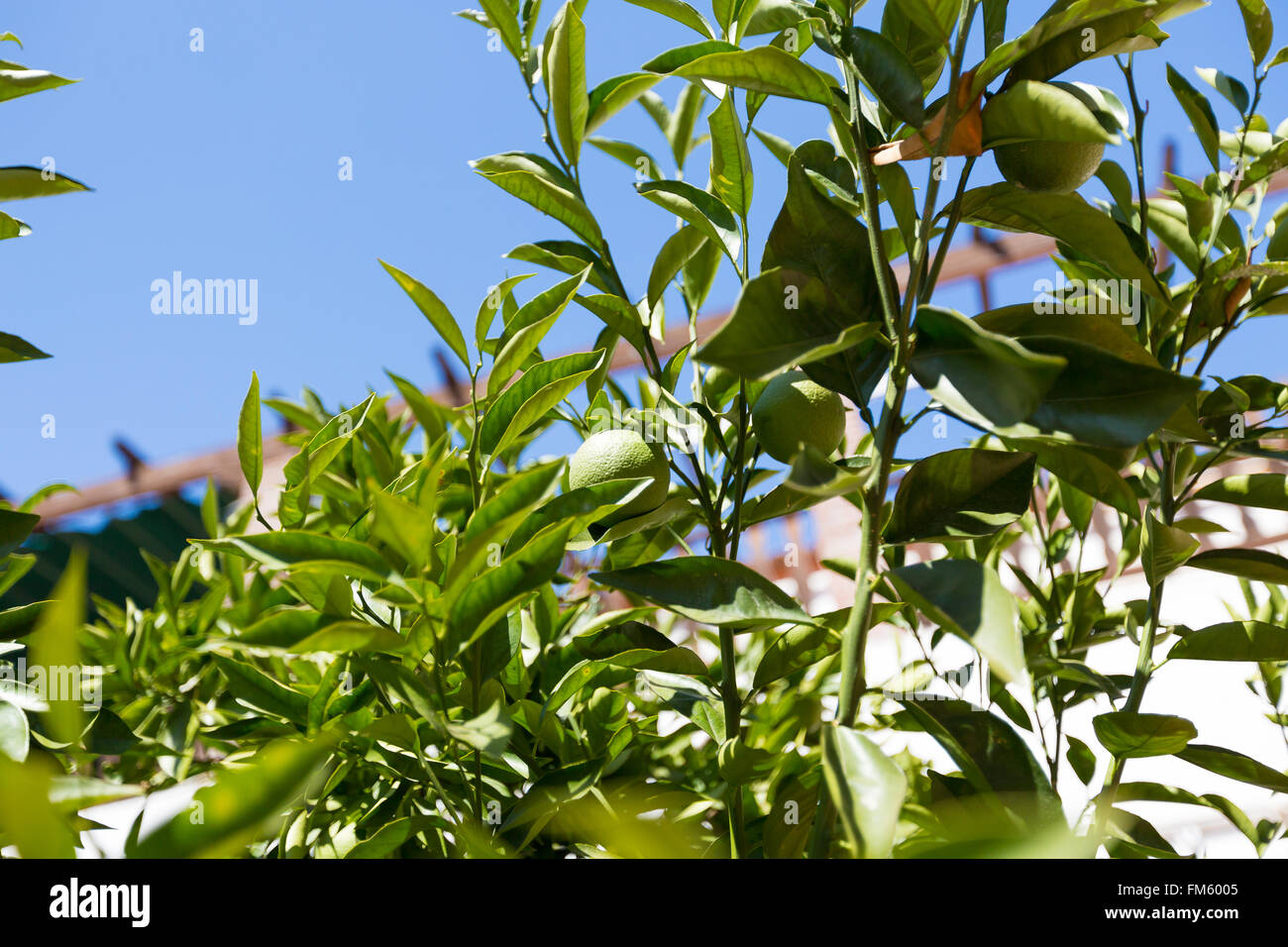 Green bush against the blue sky Stock Photo - Alamy
