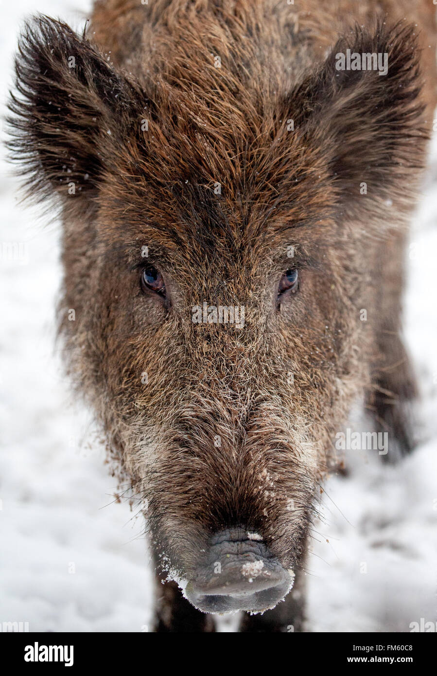 wild boar on snow looks to the camera Stock Photo - Alamy