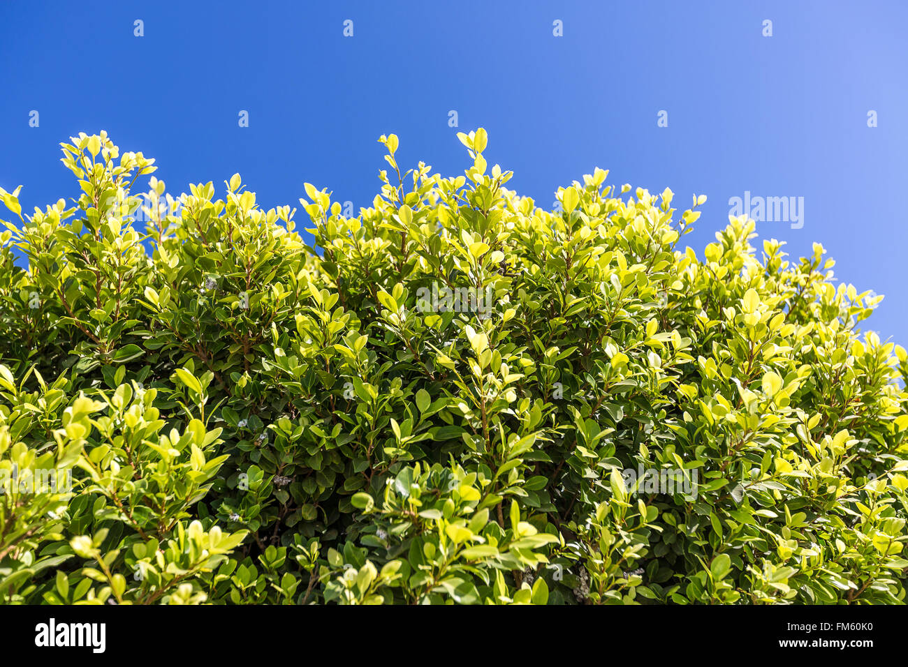 Green bush against the blue sky Stock Photo - Alamy