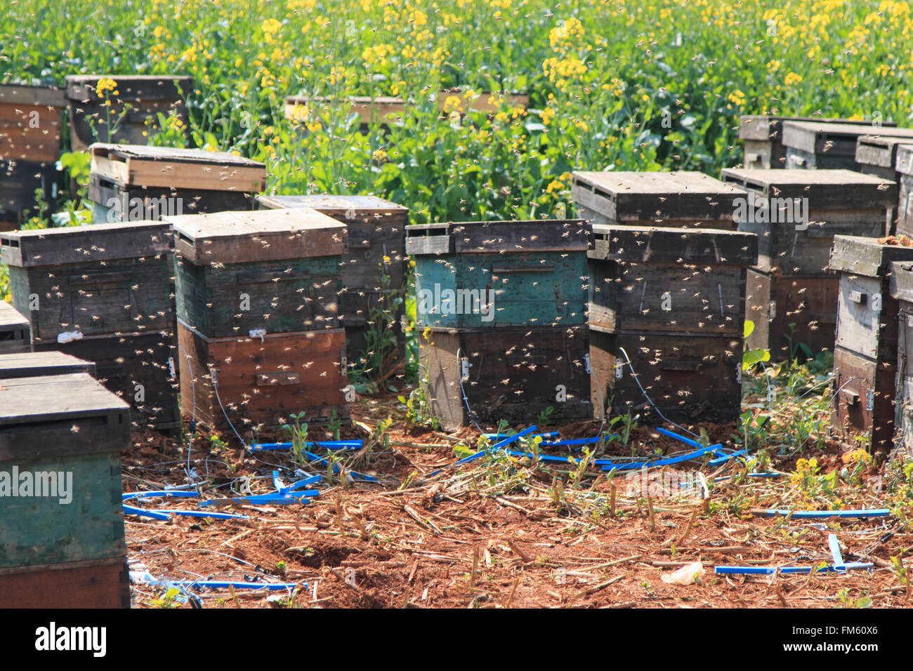 Beehive among rapeseeds flowers fields in Luoping, Yunnan - China Stock ...
