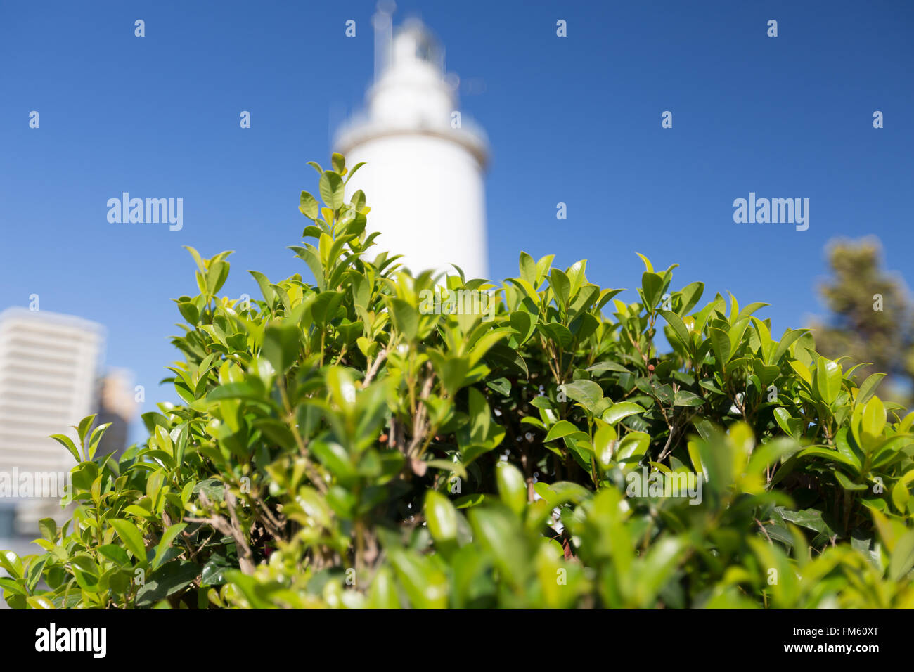 Green bush against the blue sky Stock Photo - Alamy