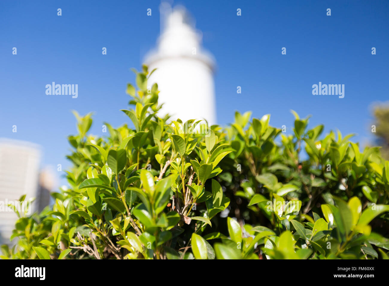 Green bush against the blue sky Stock Photo - Alamy