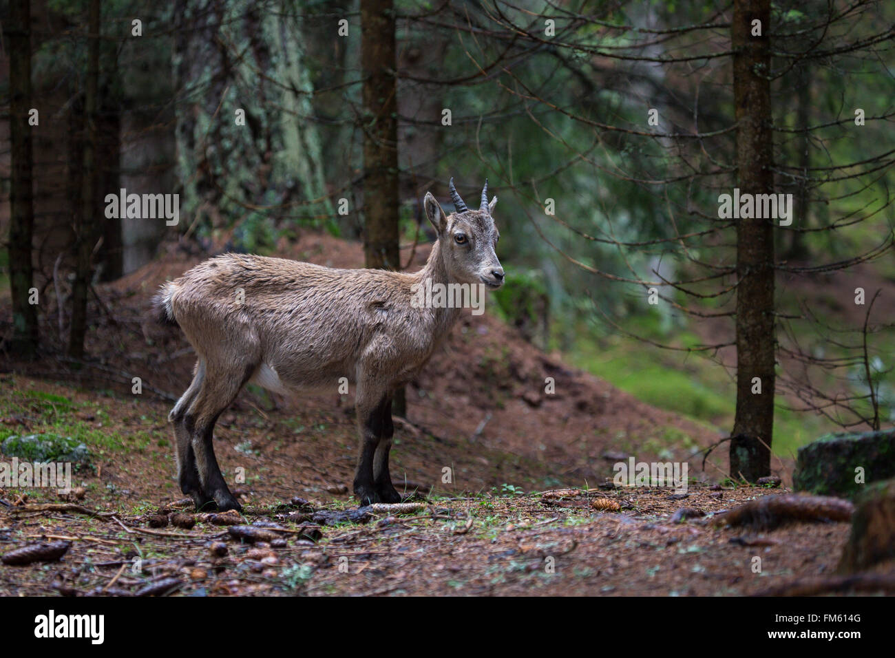 Mammal ibex alpine hi-res stock photography and images - Alamy