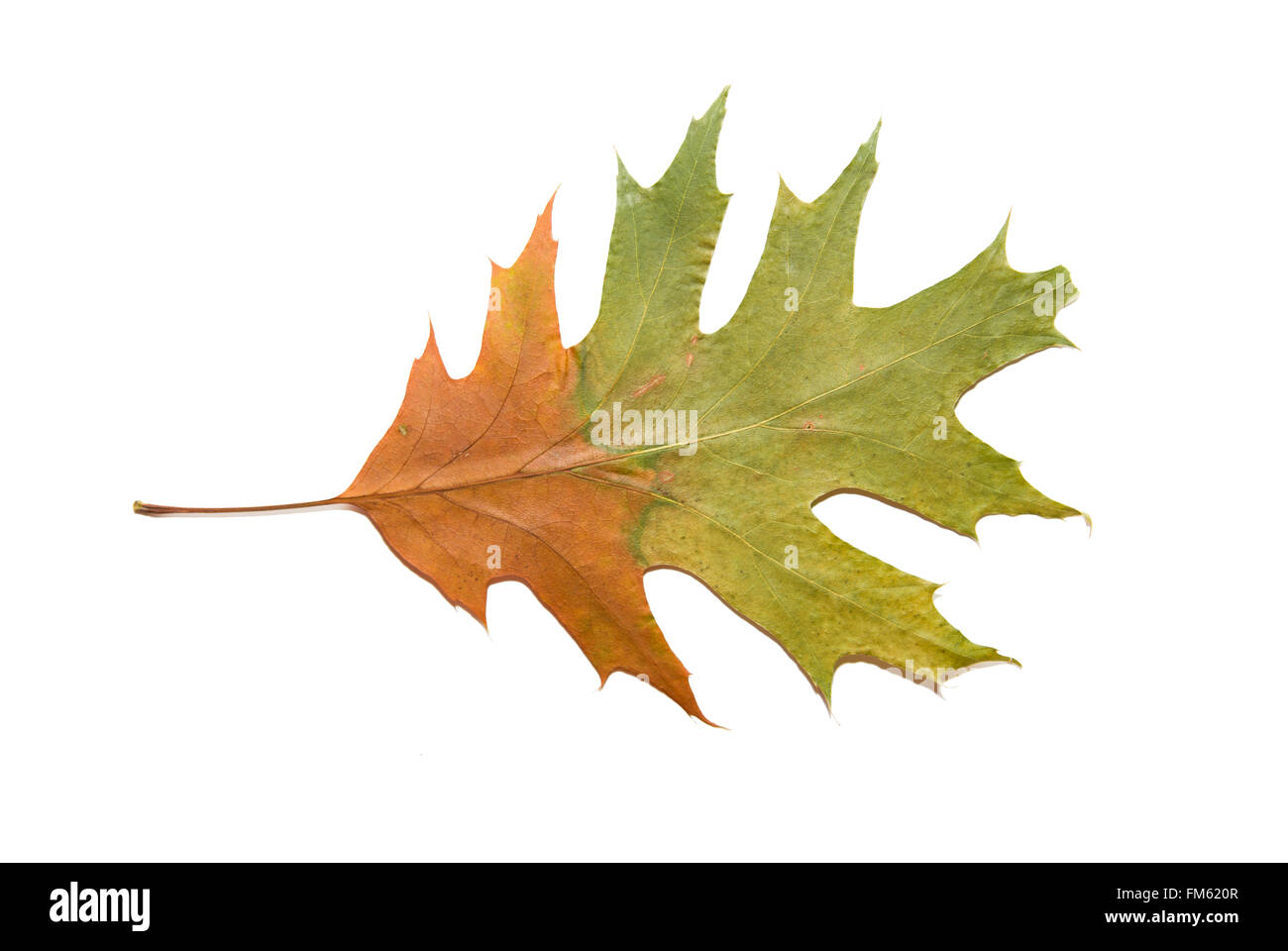 Leafage hi-res stock photography and images - Alamy