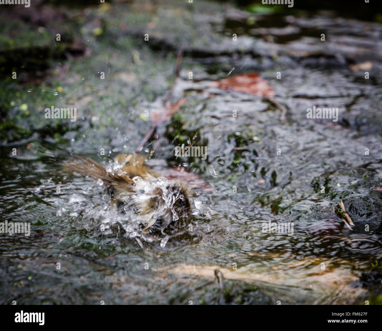 Shaking robin hi-res stock photography and images - Alamy