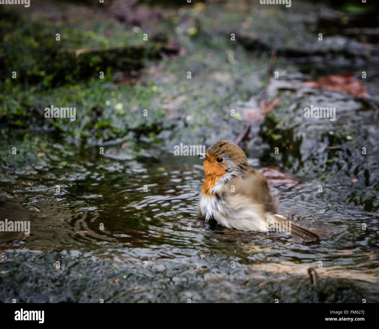 Shaking robin hi-res stock photography and images - Alamy